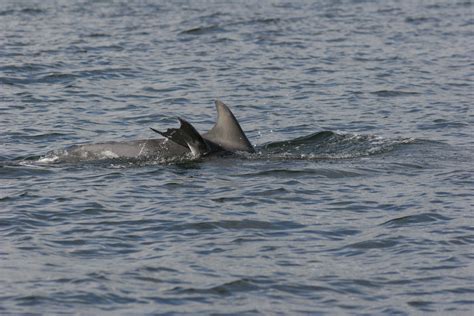 Whales Object Detection Dataset By Iurii Sobolev