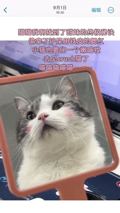 猫猫今天偷用了姐姐的腮红，姐姐不会生气吧，喵呜～ 甜妹 纯欲 猫猫教 甜妹妆容 美妆 Youtube