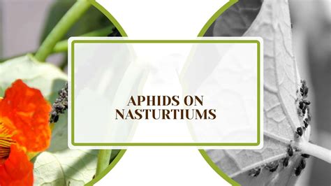Aphids On Nasturtiums Causes And Ways For Combating Them Plant America
