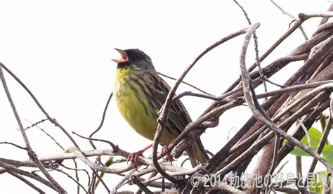 アオジとビンズイ 勅使池周辺の野鳥と昆虫