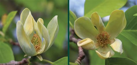 Cucumbertree Magnolia Johnson S Nursery Kb