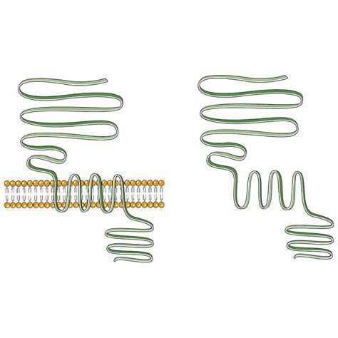 Calcium Sensing Receptor Car Vector