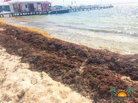 Sanitation Personnel At Sptc Notes A Decrease In Sargassum Influx The