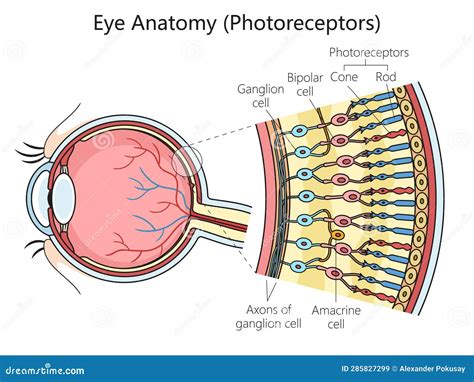 Human Eye Structure Diagram Medical Science Stock Vector Illustration
