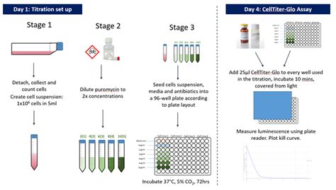 Puromycin Titration Of Cancer Cell Lines