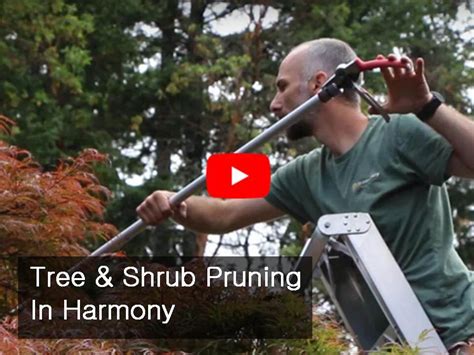 Natural Tree Shrub Pruning In Harmony Sustainable Landscapes