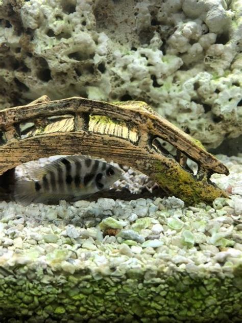 Help Identifying Convict Cichlid Sex
