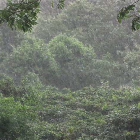 Pdf A Hybrid Transformer Mamba Network For Single Image Deraining