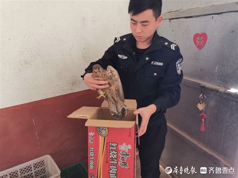 桥底下躲了只受伤的鹰？一查是国二保护动物红隼 极目新闻