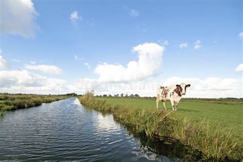 Typical Wide Dutch Landscape Stock Photo Image Of Landscape Mammal