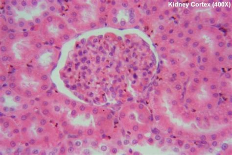 Simple Squamous Tutorial Histology Atlas For Anatomy And Physiology