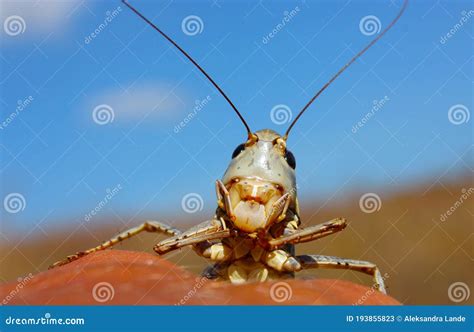 Green Smiling Grasshopper Stock Image Image Of Grasshopper 193855823