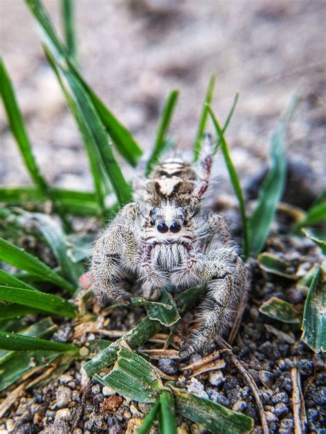 White Jumping Spider On The Ground Stock Image Image Of Reptile