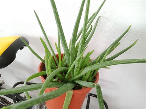 Diy Minyak Aloe Vera Daripada Terbiar Dalam Pasu Baik Untuk Kulit Dan