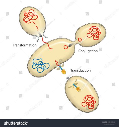 Bacteria Recombination Bacterial Transformation Conjugation