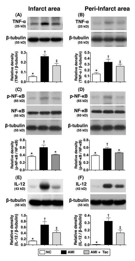 Protein Expressions Of Innate Inflammatory Biomarkers Of Tnf α Nf κb