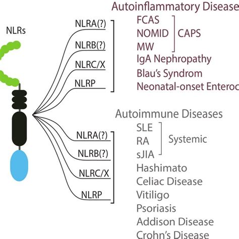 Nod Like Receptor Subfamilies Associated With Autoinflammatory And