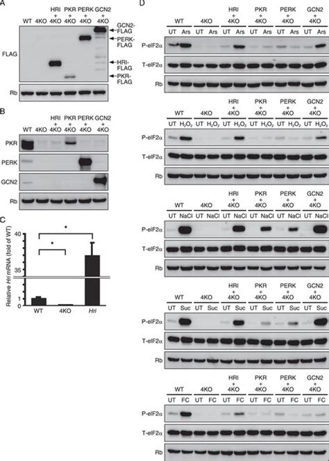 Quadruple Eukaryotic Translation Initiation Factor 2 Eif2α Kinase Download Scientific Diagram