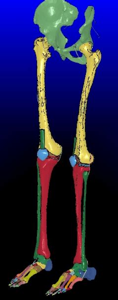 First Generation Dynamic Lower Limb Finite Element Model A First Download Scientific Diagram