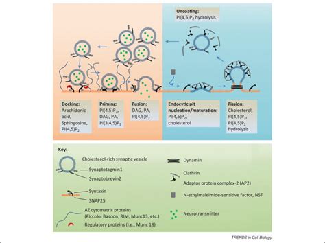 Synaptic Vesicle Membrane Proteins