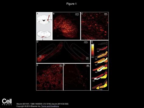 Cerebellar Inhibitory Input To The Inferior Olive Decreases Electrical