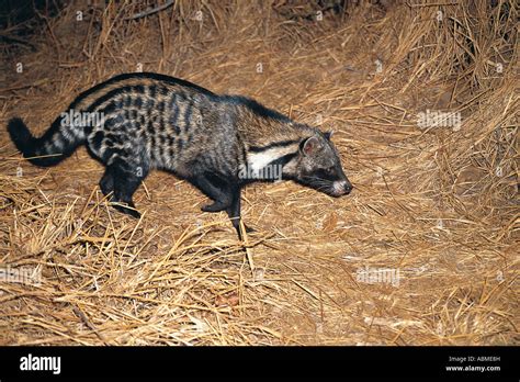 African Civet