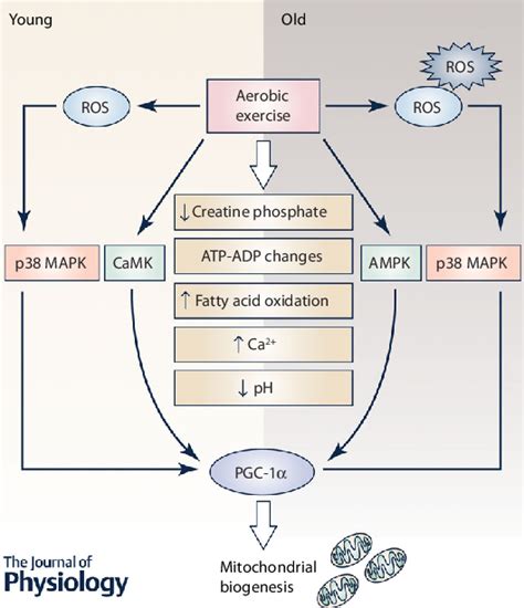 Amp Activated Protein Kinase Ampk Calcineurin And Download