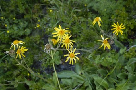 Die Arnika - Arnica montana | Gartenteich Ratgeber