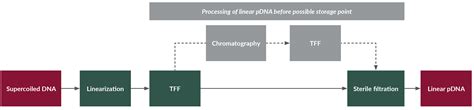End To End Mrna Ds And Dp Manufacturing Processes