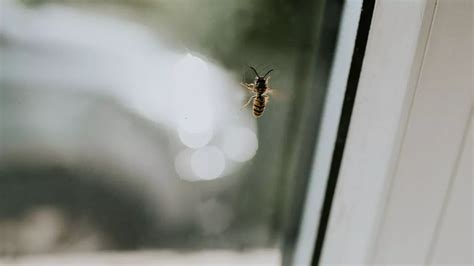Mrs Hinch Fans Share Nifty £5 Hack To Keep Insects From Coming Into
