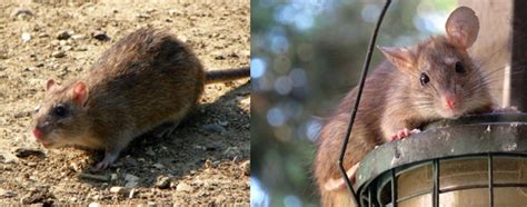 Norway Rat Vs Roof Rat Difference You Should Know North Pest