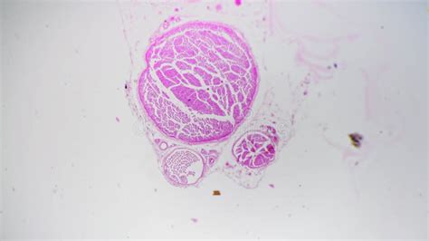Cross Section Of Human Skeletal Muscle Filmed Under Microscope 400x Against Bright Field Stock