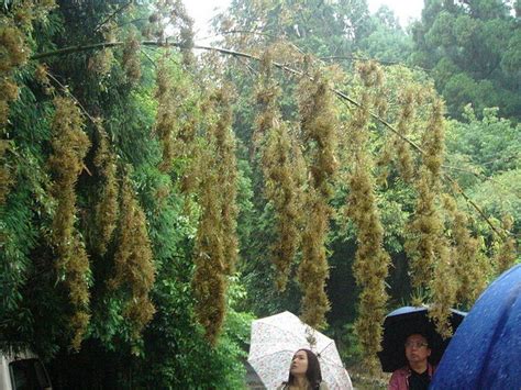 Khám Phá Bí ẩn Hoa Tre Loài Hoa Trăm Năm Mới Nở Một Lần