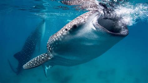 Descubre La Fascinante Alimentación Del Tiburón Ballena En Tu Tour Por