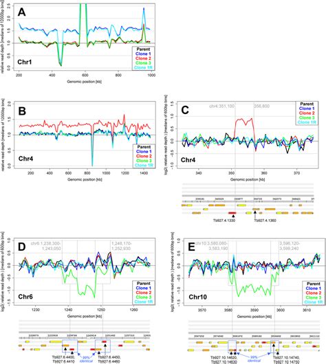 Copy Number Variations Cnvs In The Drug Resistant And Revertant Download Scientific Diagram