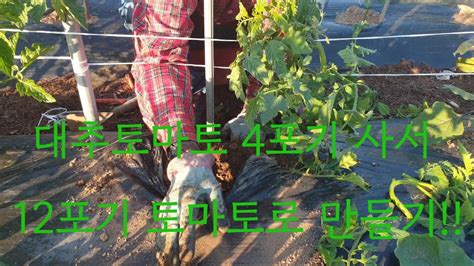 텃밭 농사 토마토 4포기 사서 12포기 토마토로 만들기 YouTube