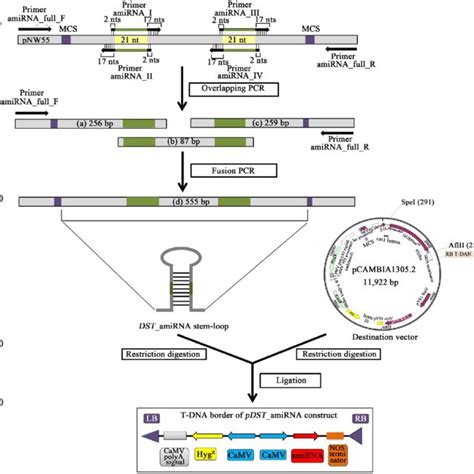 Leaf Disk Senescence Assay Of Flag Leaves From T 0 Transformants