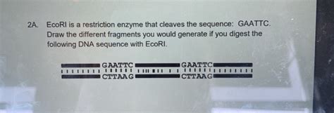 Solved Ecori Is A Restriction Enzyme That Cleaves The