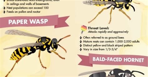 Collection Of First Difference Between A Bee Or A Wasp