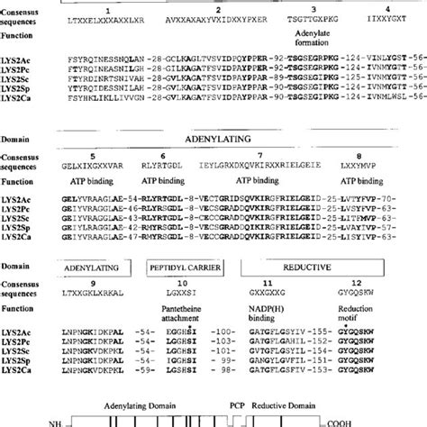 Alignment Of The Amino Acid Sequences Including The Conserved Motifs In