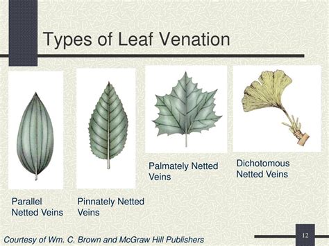 Types Of Leaf Venation Pattern Printables