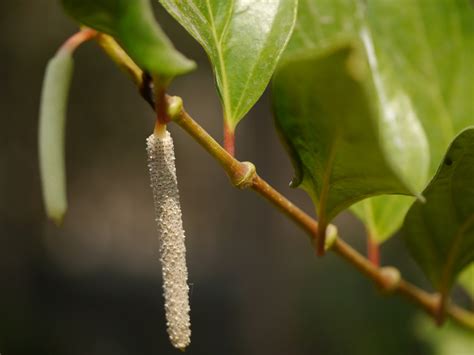Piper Cubeba Botanical Realm