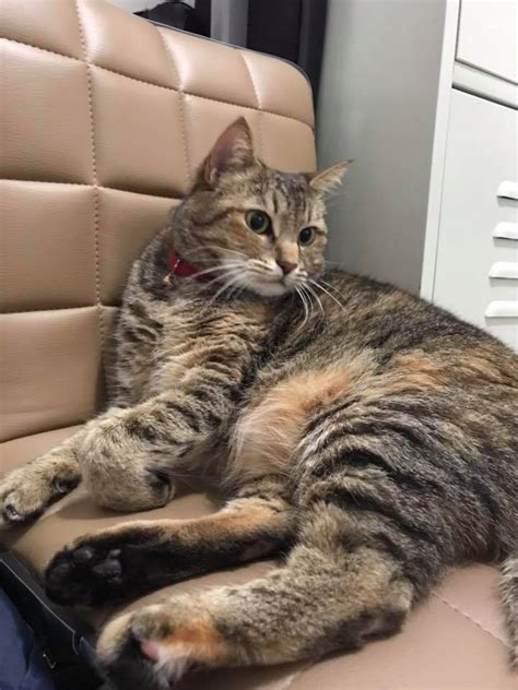 Cutie Pie The Kitty Cat Added A Cutie Pie The Kitty Cat