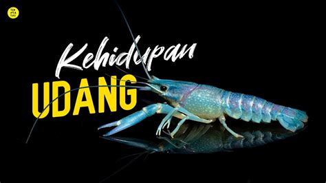 Lika Liku Kehidupan Udang Youtube