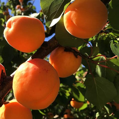 Pruning Apricot Trees The Ultimate Guide Roots Plants