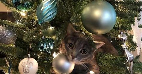 My Favorite Ornament Album On Imgur