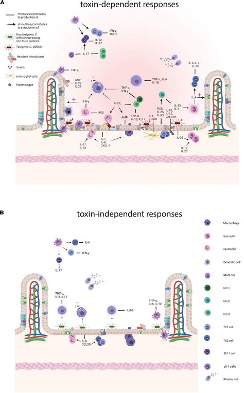 Cause Of C Diff Infection