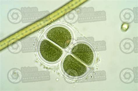 Chroococcus Sp Cianobatterio 500x Chroococcus Sp Cyanophyceae Cianoficee