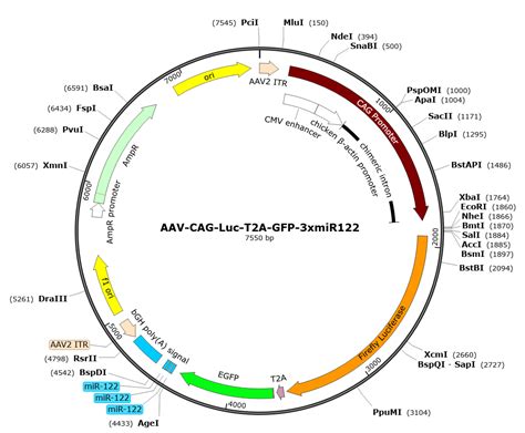 Aav Cag Luc T2a Gfp Serotype Bi30 Sl116335 48800 Signagen