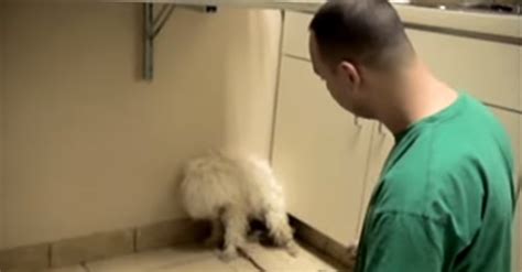 Terrified Dog Rescued 1hr Before Euthanization